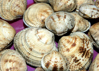 帘蛤目 Veneroida 蓝色动物学（中国动物学科普）